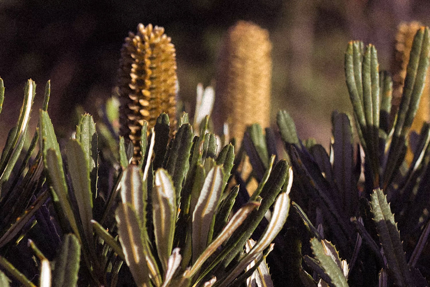 Integrative General Practitioners Collingwood | MINT Clinic